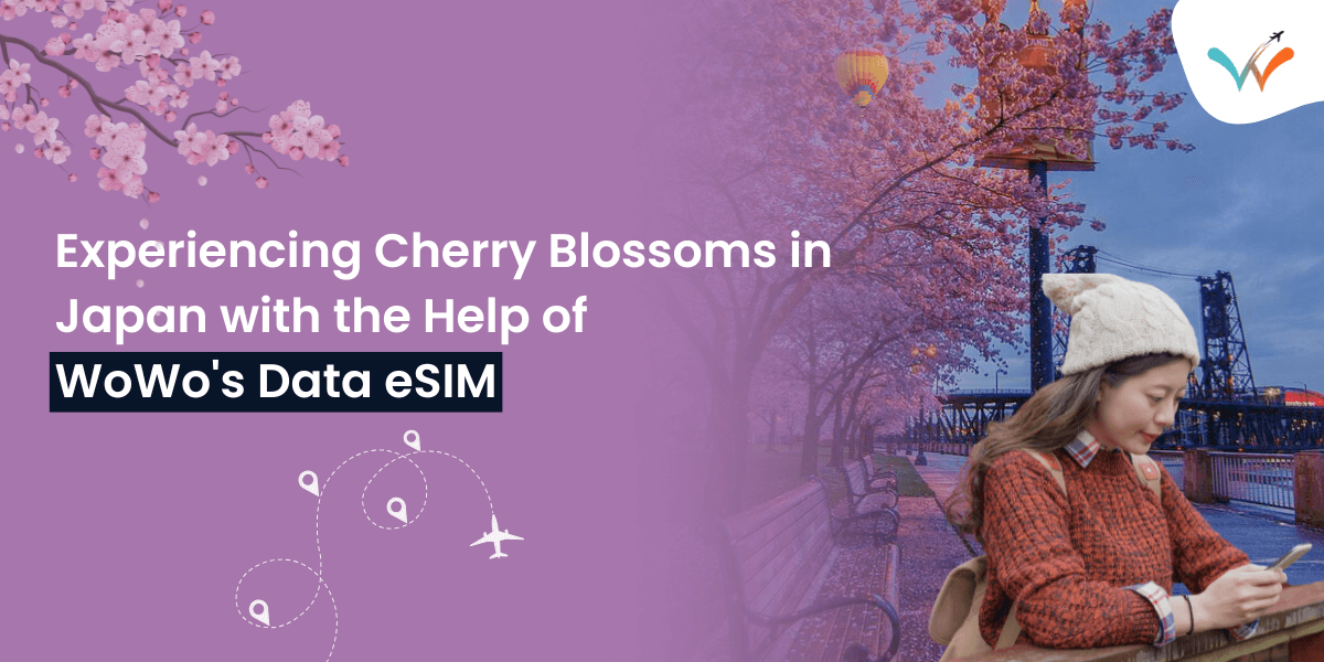 Experiencing Cherry Blossoms in Japan with WoWo Data eSIM